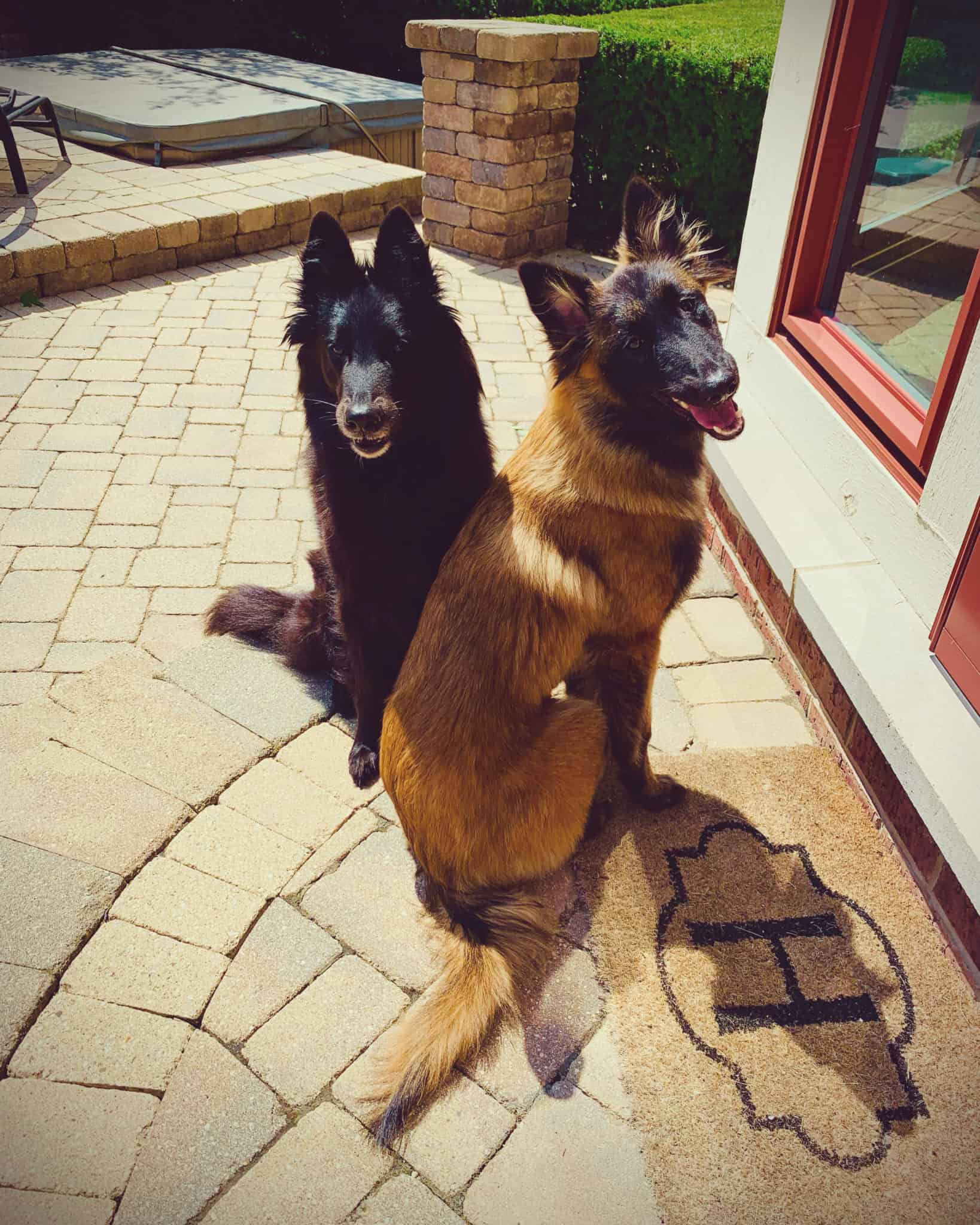 Group Classes | Synapse Canine