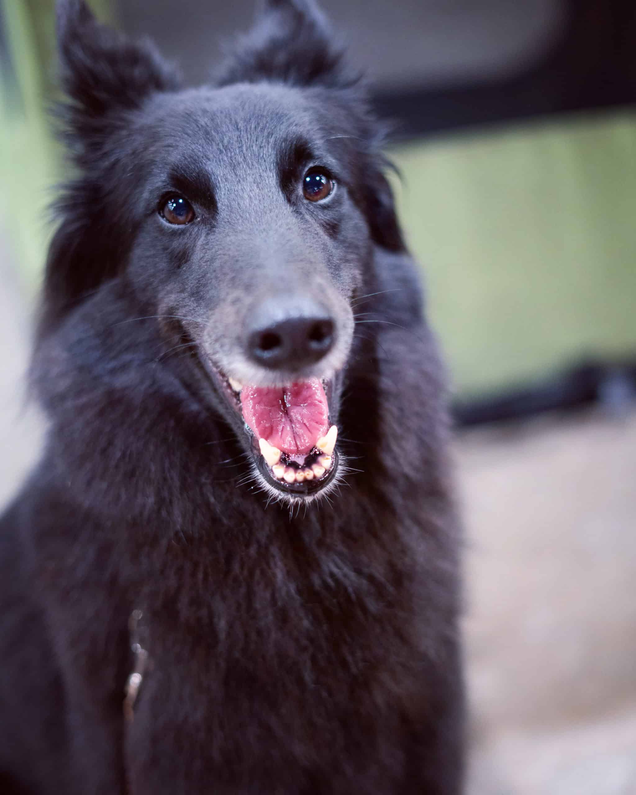 Synapse Canine: Pet Dog & Working Dog Training