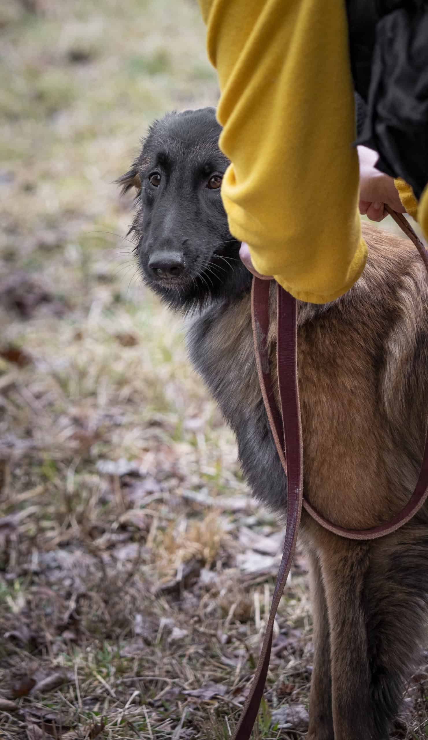 Synapse Canine: Pet Dog & Working Dog Training