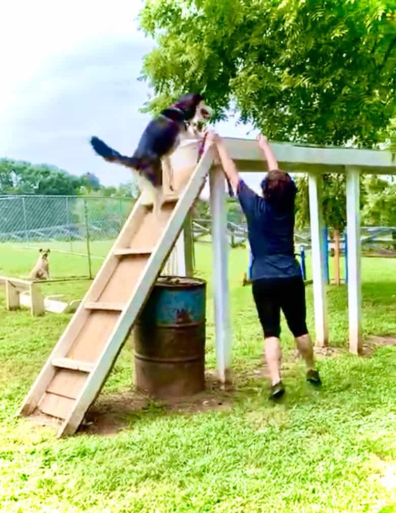 Specialized Training | Synapse Canine