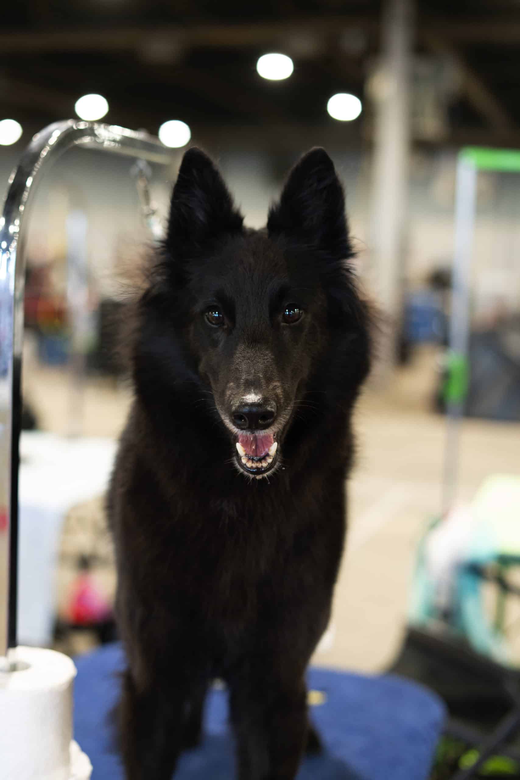 Contact | Synapse Canine