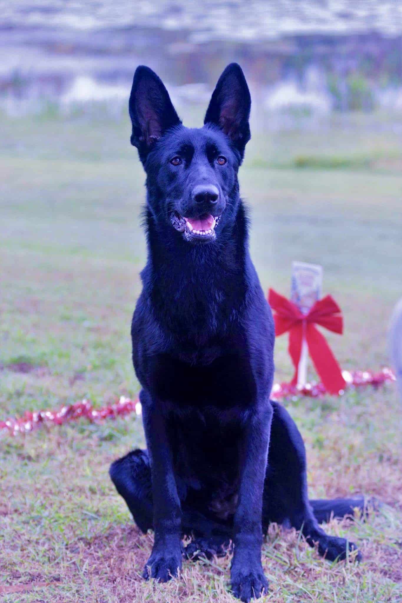 Pet Dog Training | Synapse Canine