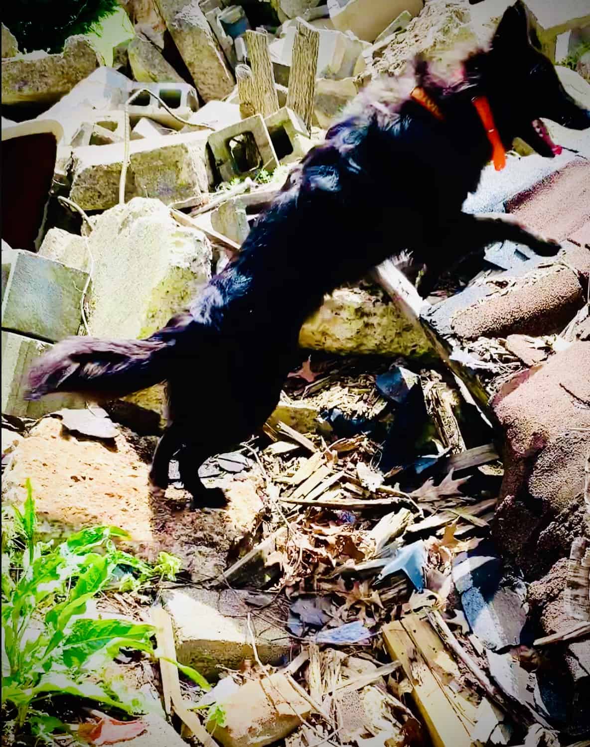 Search and Rescue Dog Training | Synapse Canine