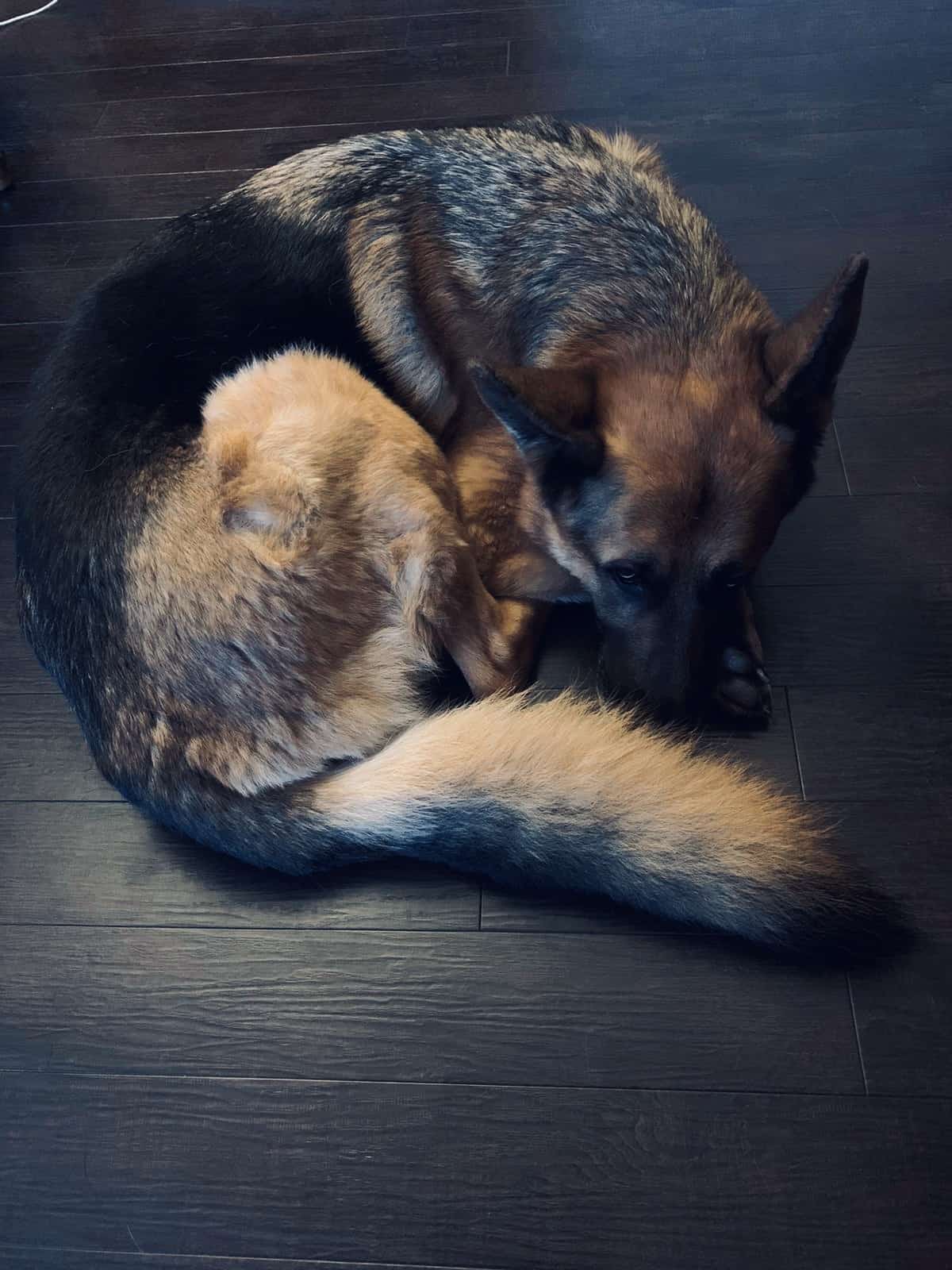 Behavior Modification | Synapse Canine