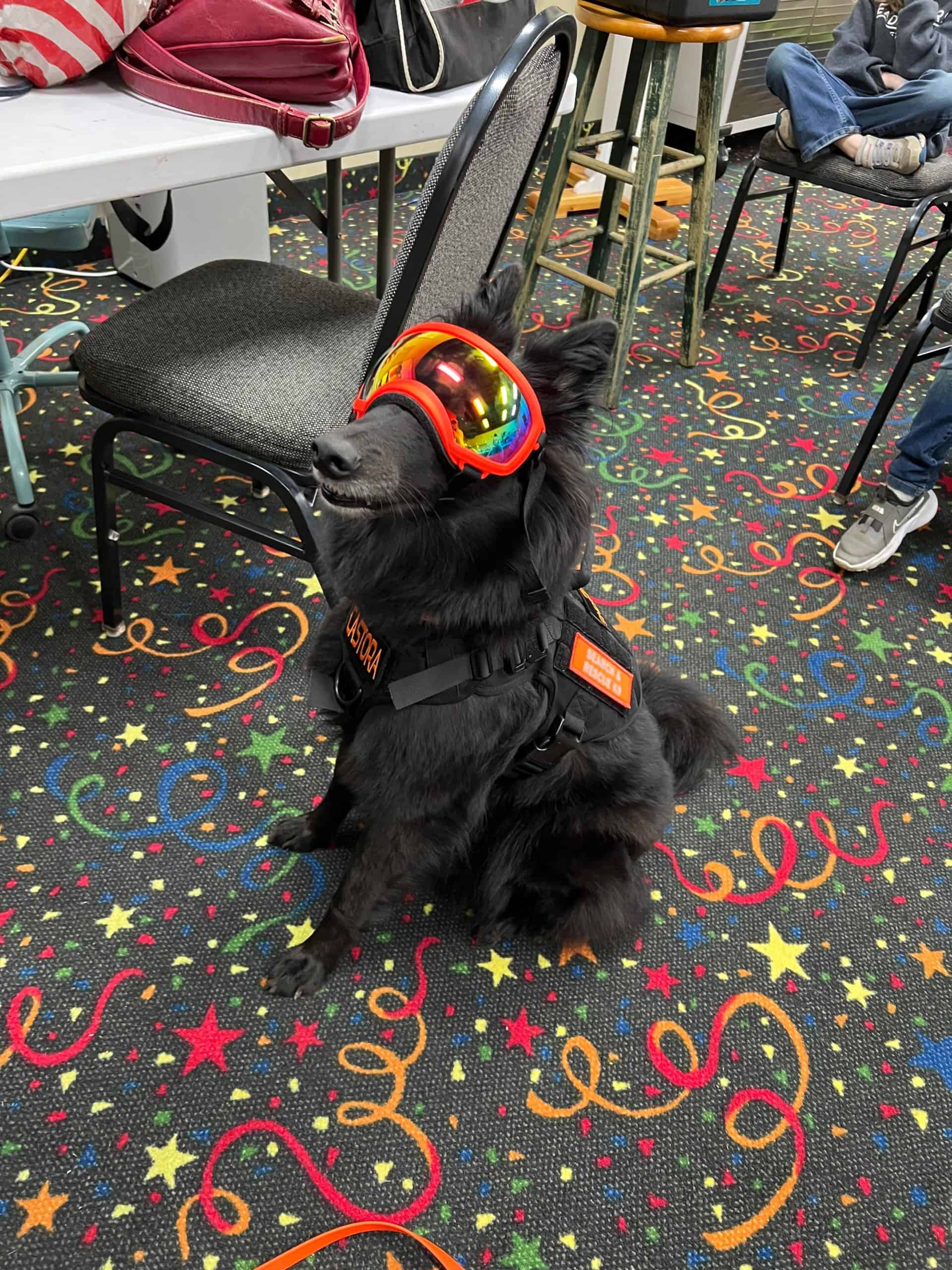 Dog Training Articles | Synapse Canine