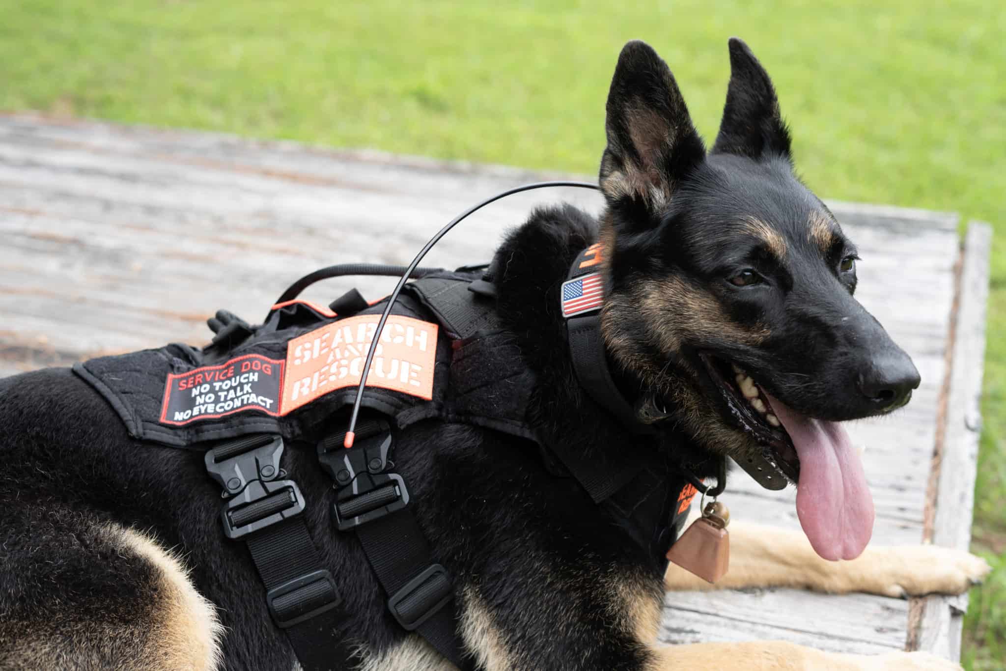 Search and Rescue Dog Training | Synapse Canine