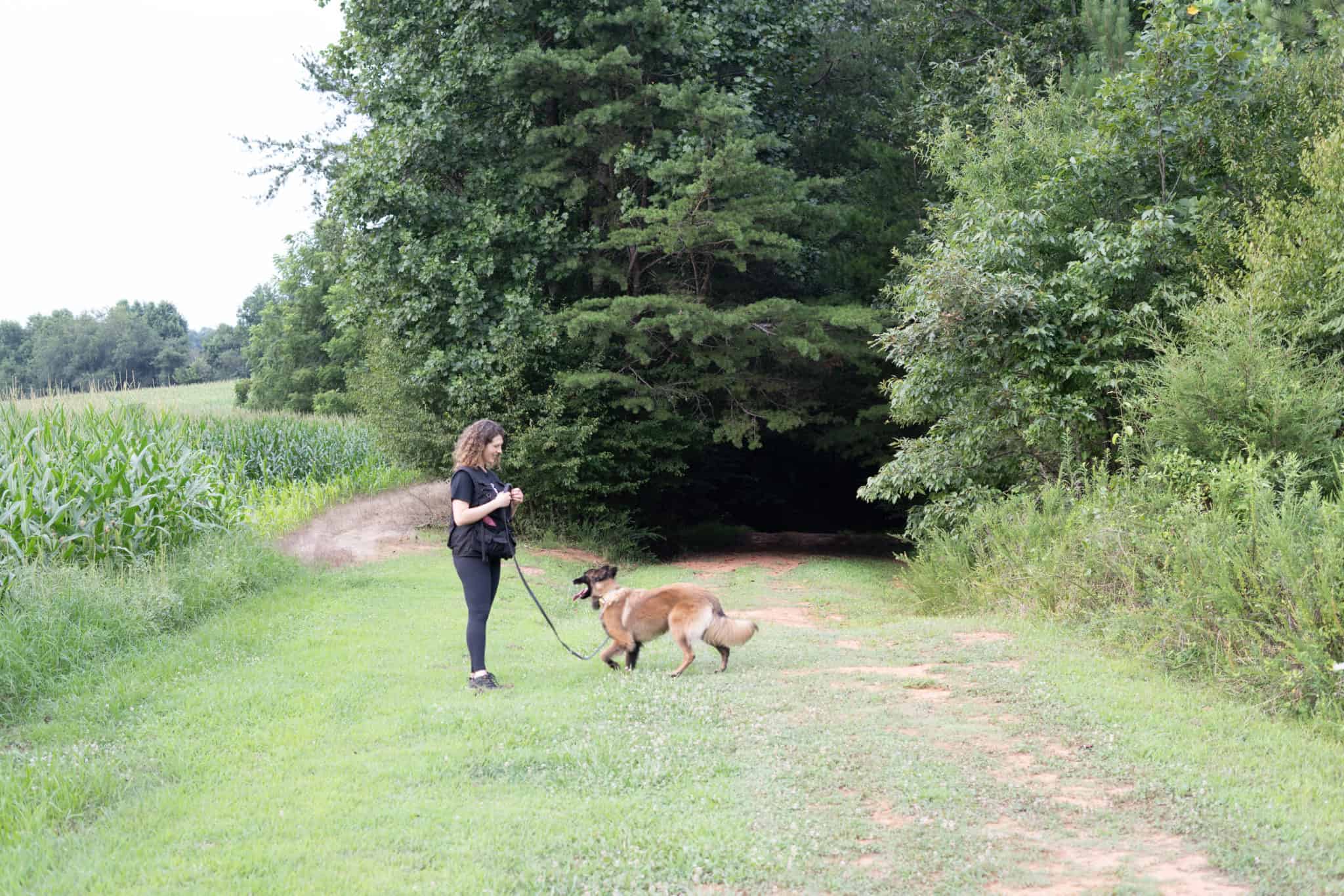 The Value Of Consistency In Dog Training | Synapse Canine