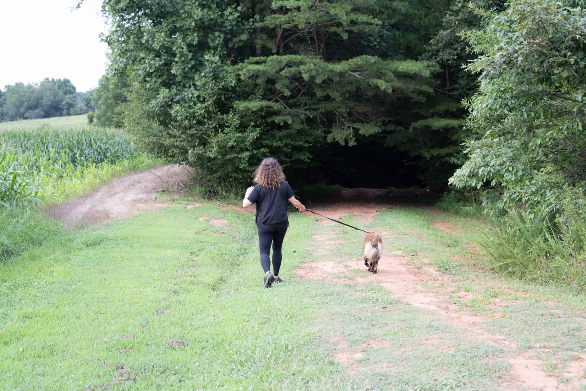 Working Dog Training | Synapse Canine