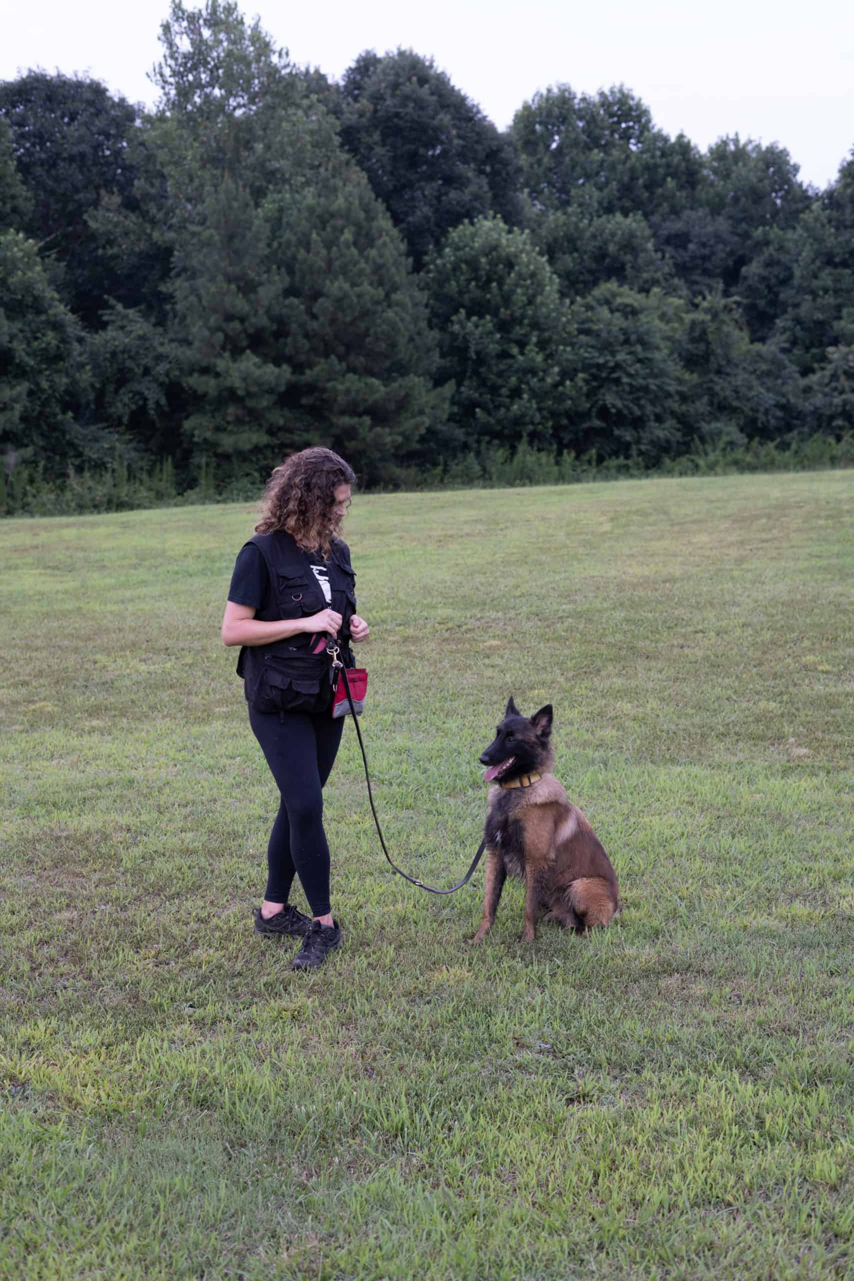 Obedience Programs | Synapse Canine