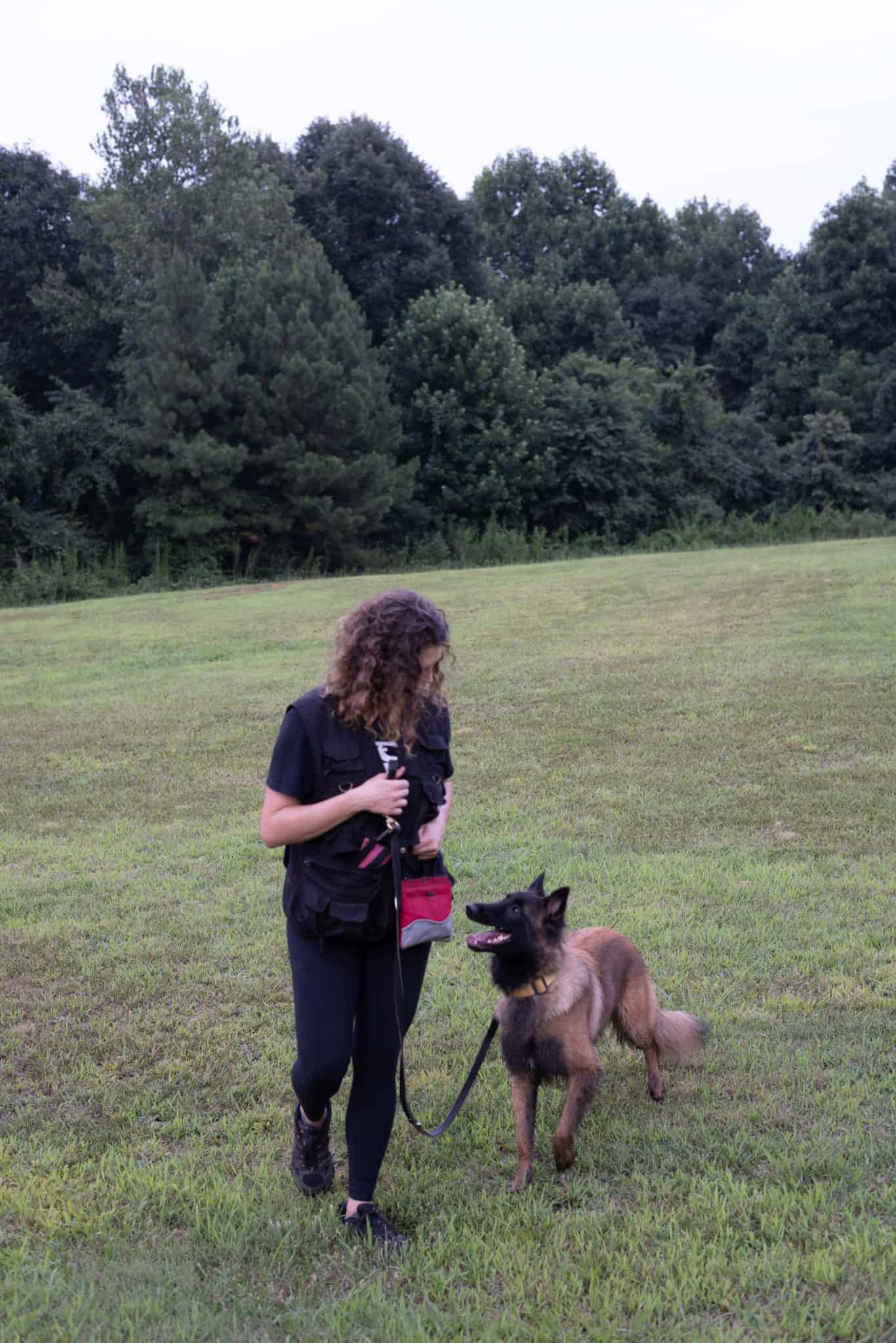 Pet Dog Training | Synapse Canine