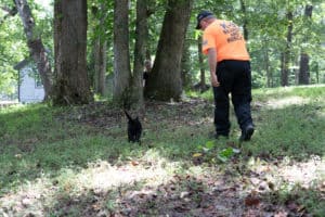 Search and Rescue Dog Training | Synapse Canine
