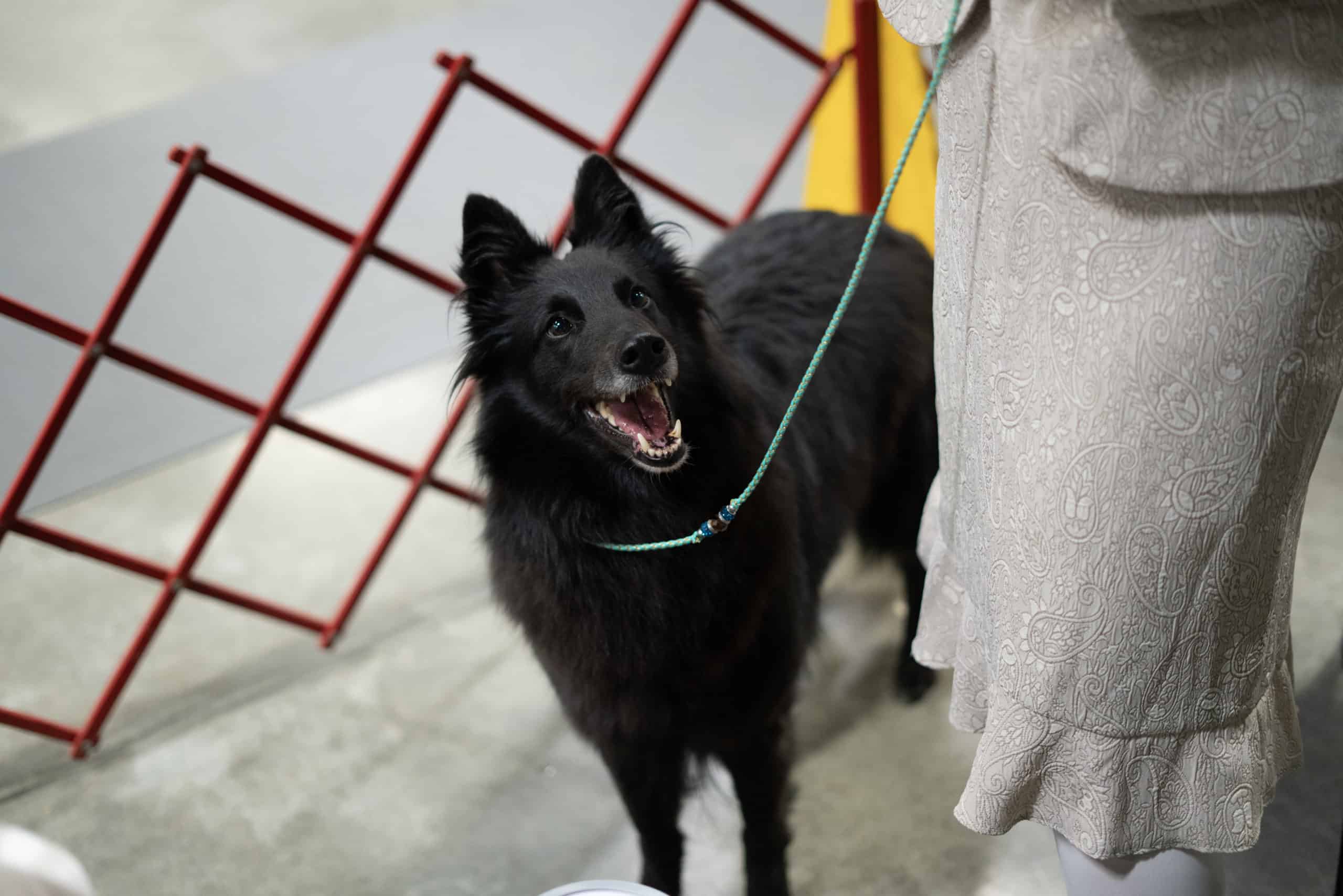 Obedience Programs | Synapse Canine