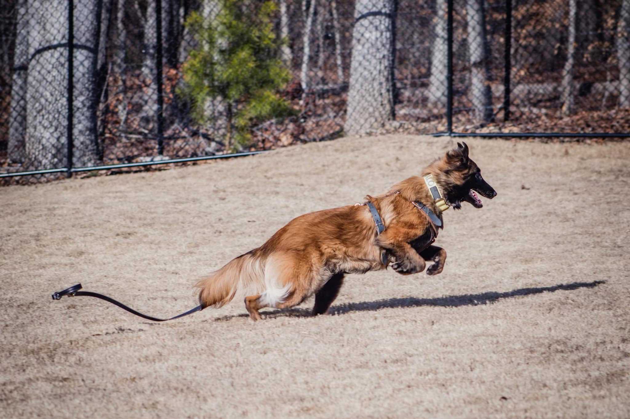 Synapse Canine: Pet Dog & Working Dog Training