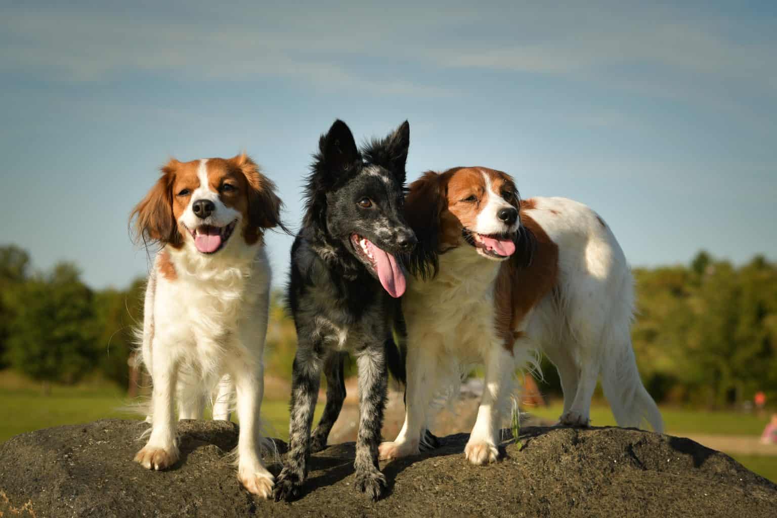 All About Our Basic Obedience Group Class | Synapse Canine