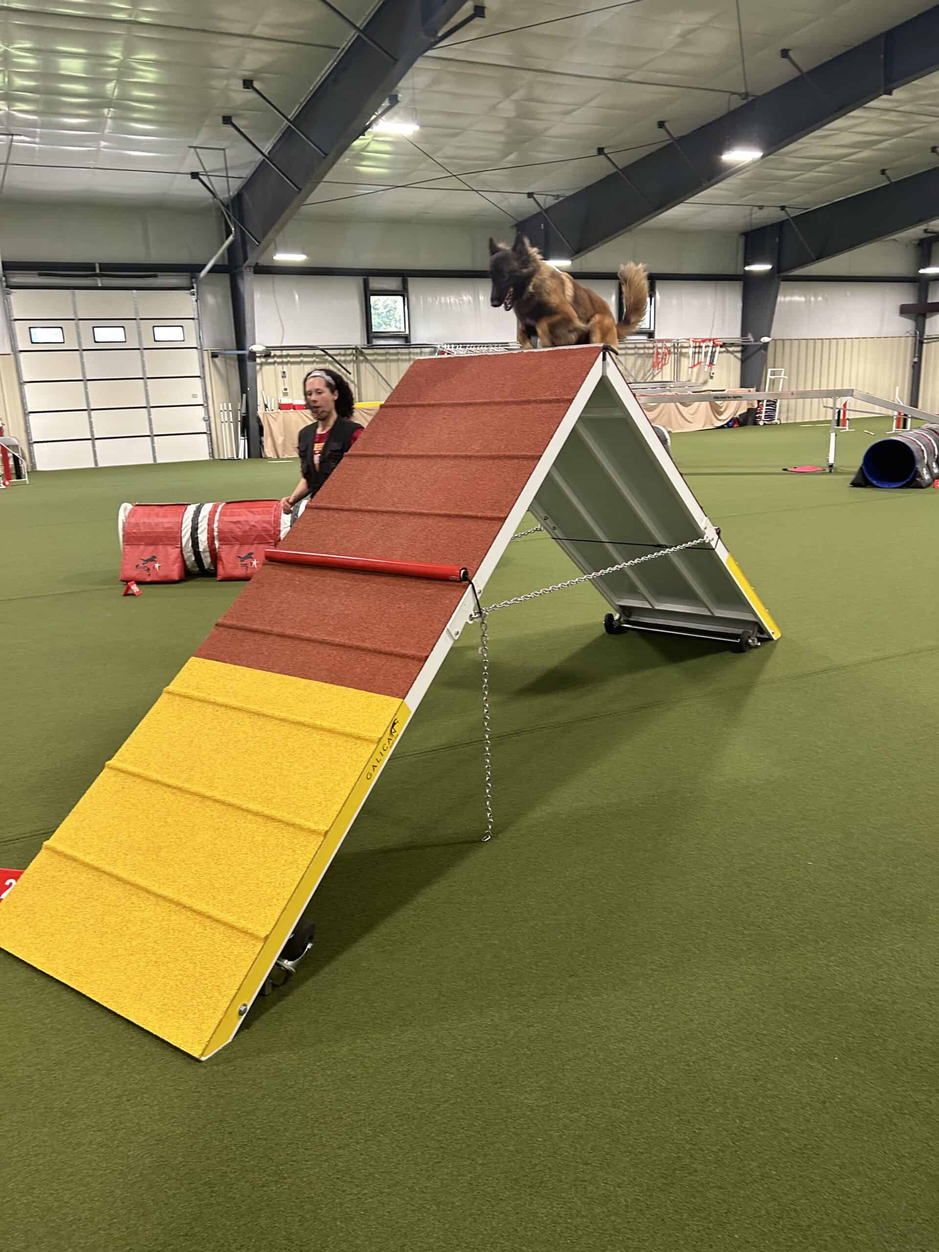 What Makes A Good Agility Dog? | Synapse Canine