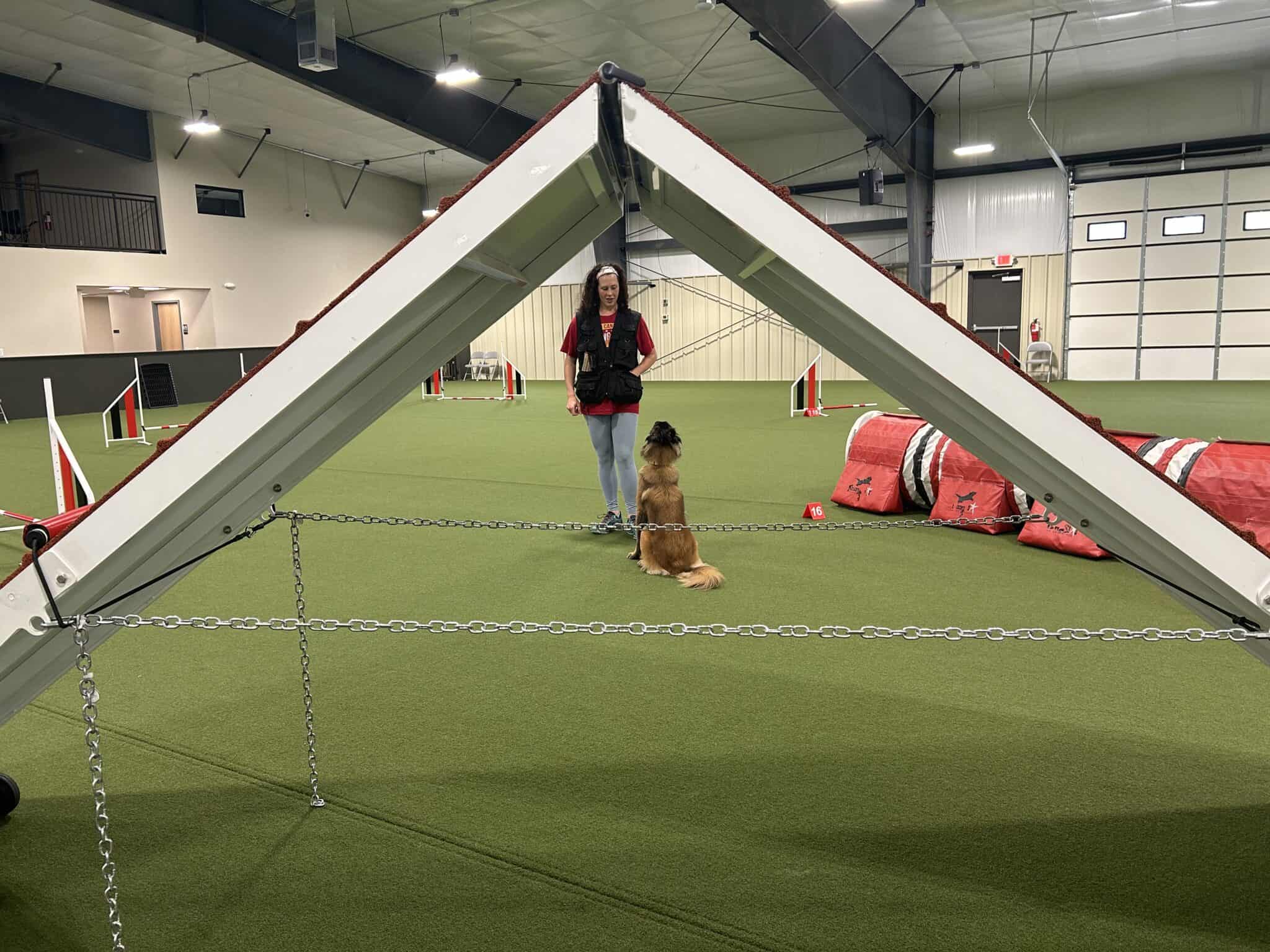 What Makes A Good Agility Dog? | Synapse Canine