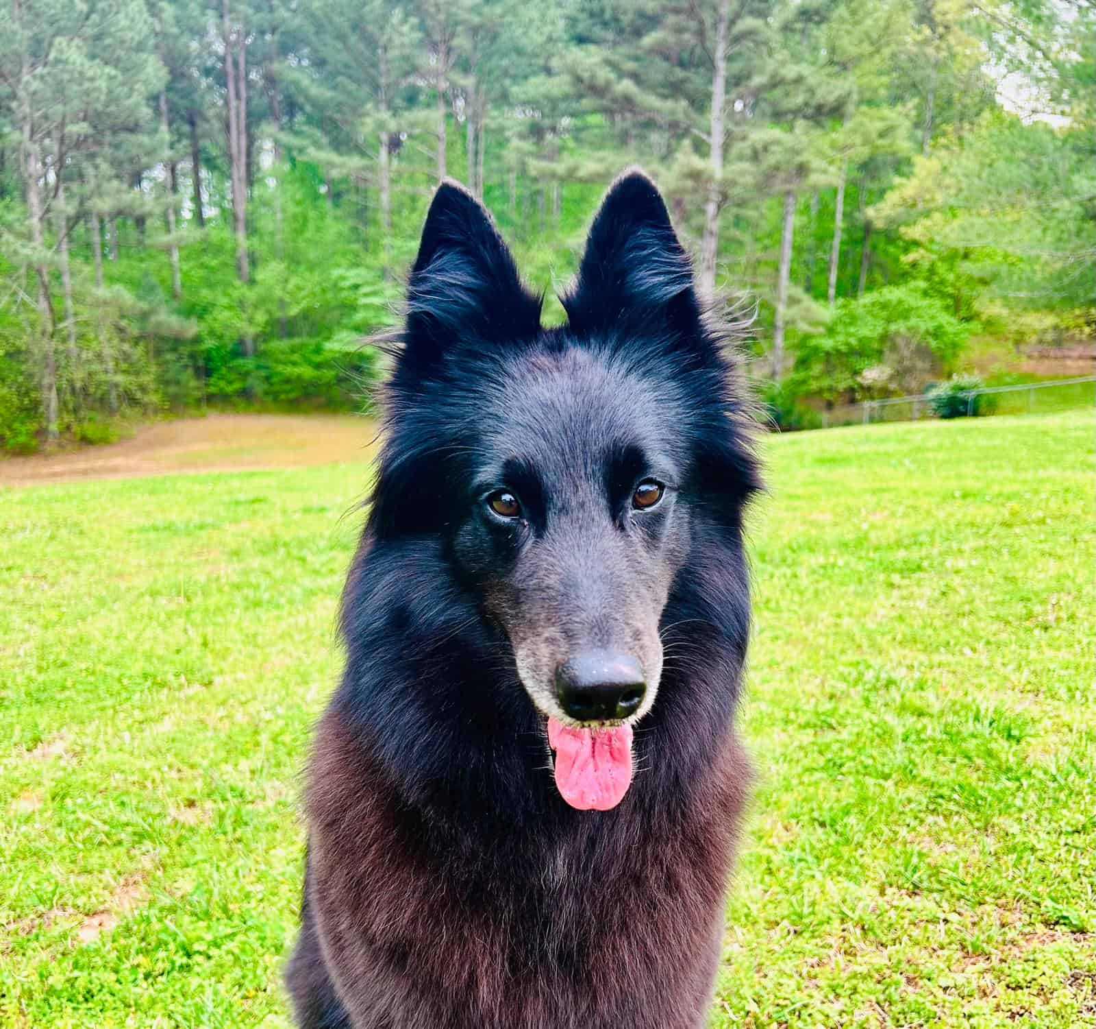 Dog Training Resources | Synapse Canine