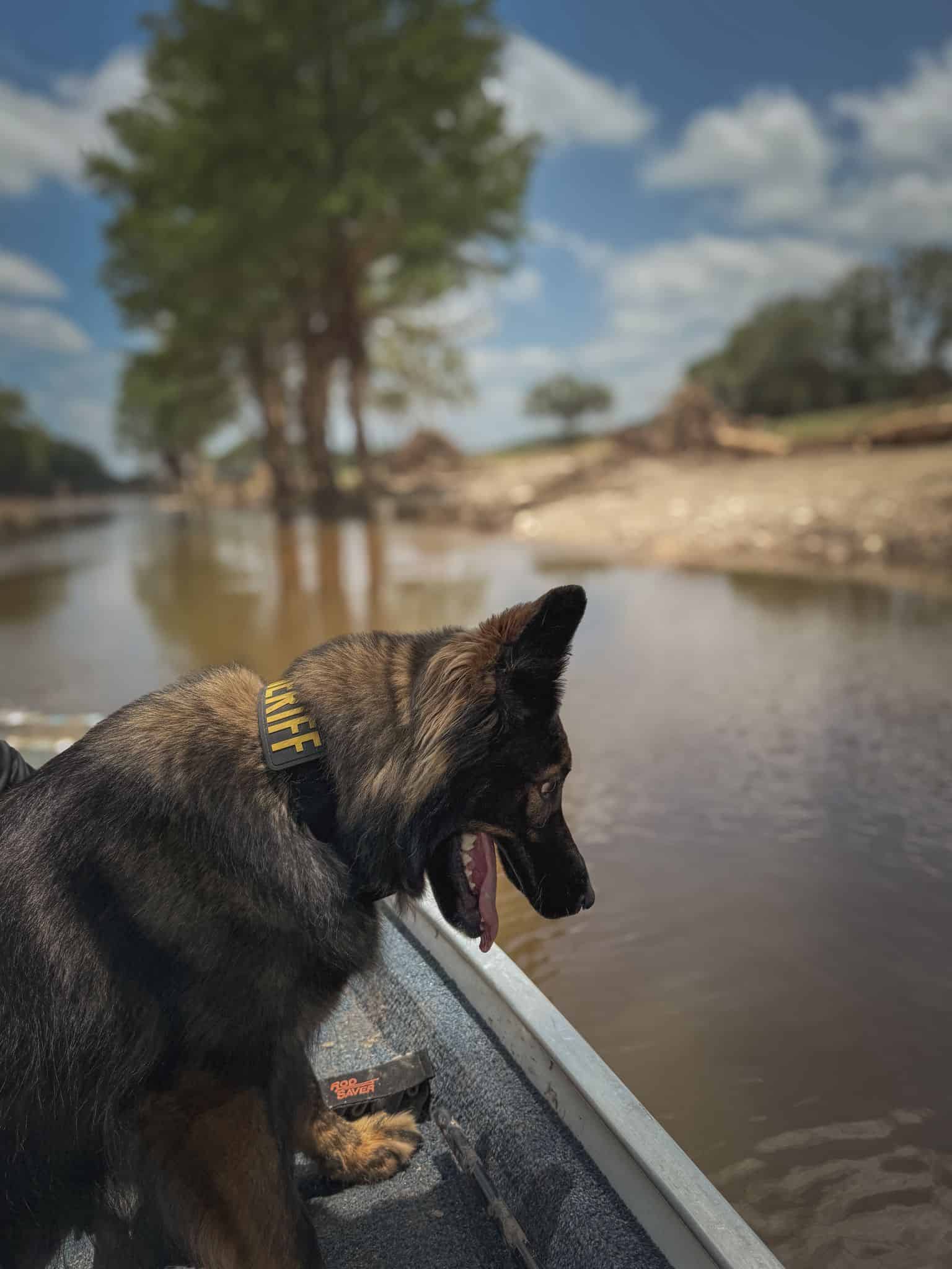 How Do Human Remains Detection Dogs Find Victims In The Water ...