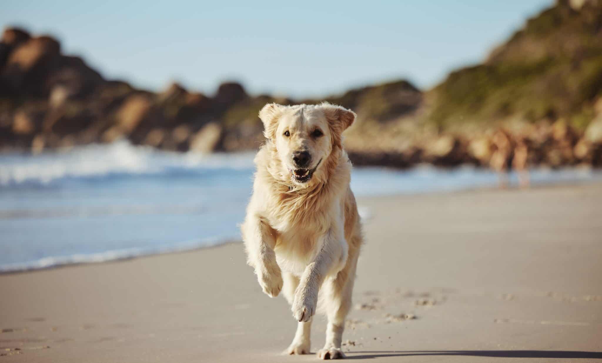 8 Beach Safety Tips For Dogs | Synapse Canine